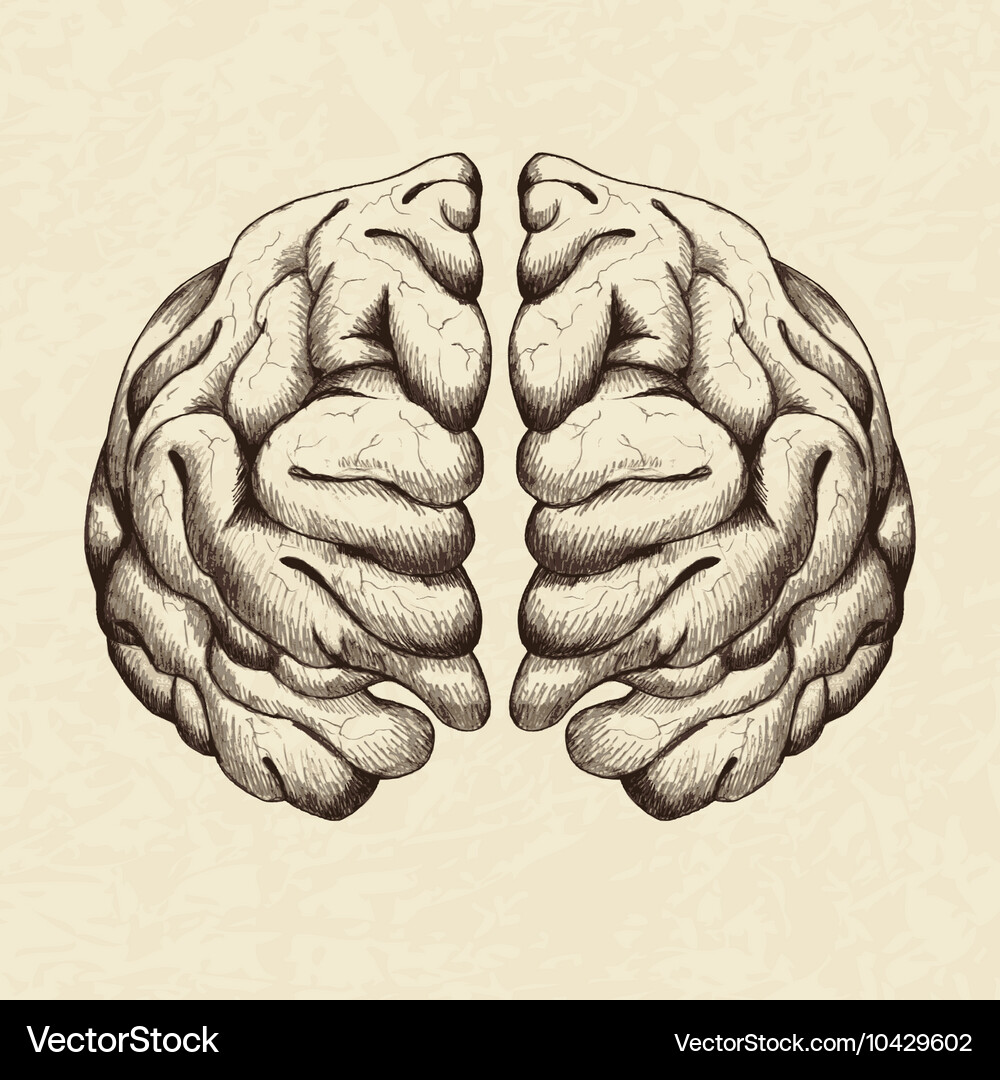 Sketch of human brain Royalty Free Vector Image