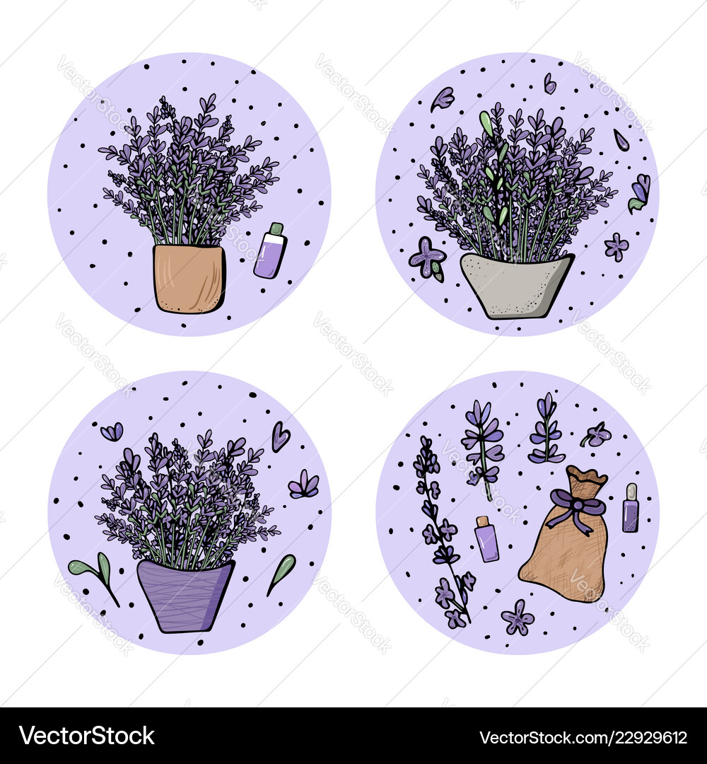 Lavender set composition in doodle style Vector Image