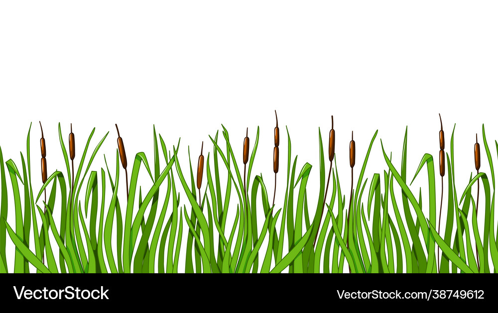 Reeds and green grass seamless background Vector Image