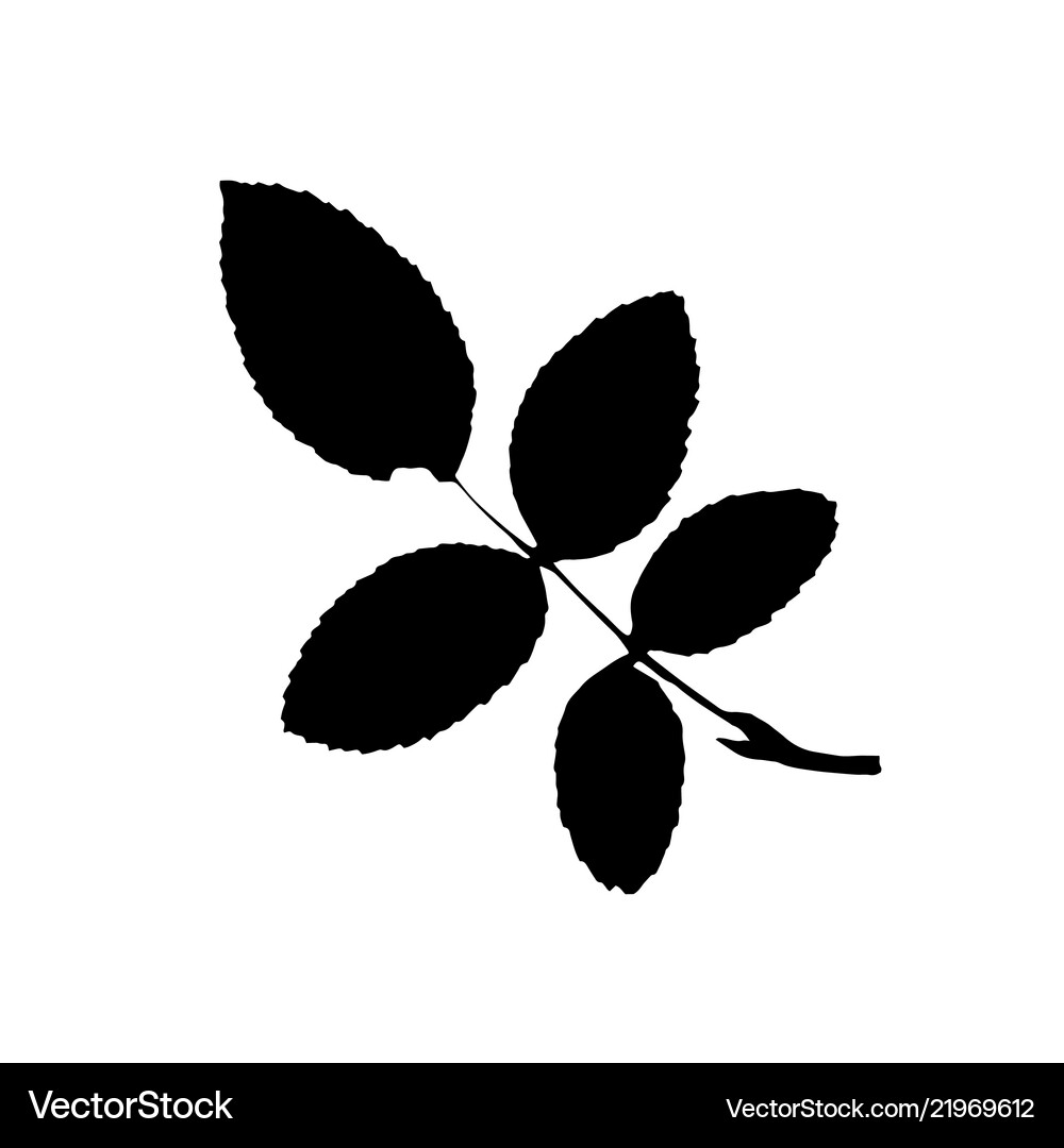Tree leave silhouette plant and nature single Vector Image