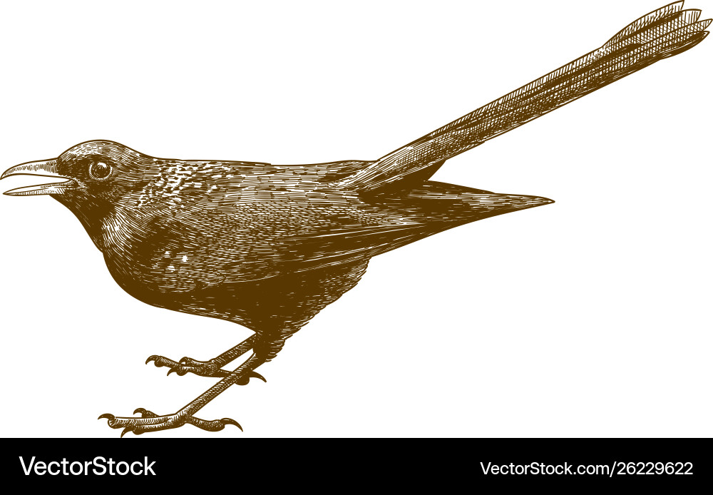 Engraving antique blue whistling thrush Royalty Free Vector