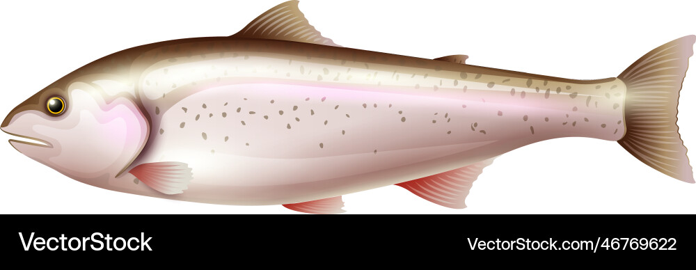 Realistic salmon Royalty Free Vector Image - VectorStock
