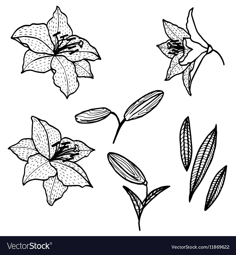 Vintage floral set Royalty Free Vector Image - VectorStock