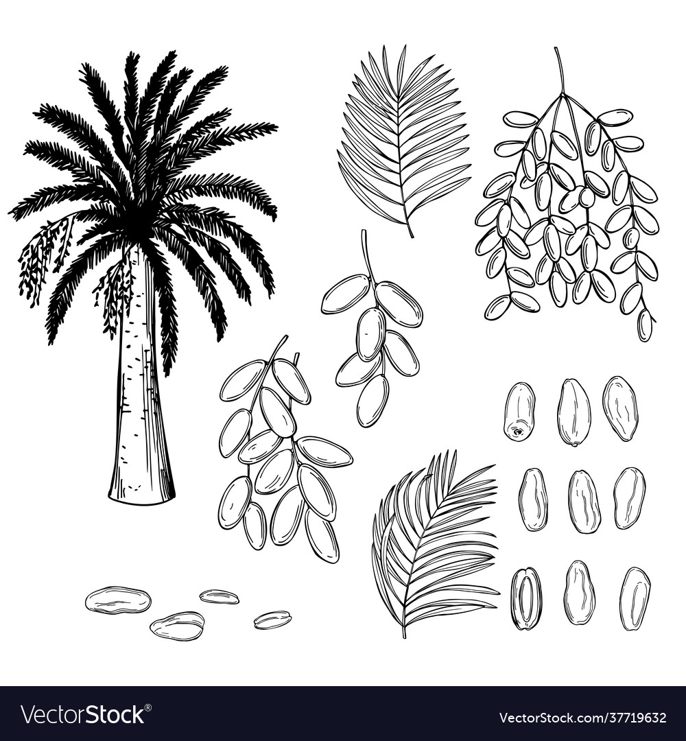 Dates set Royalty Free Vector Image - VectorStock