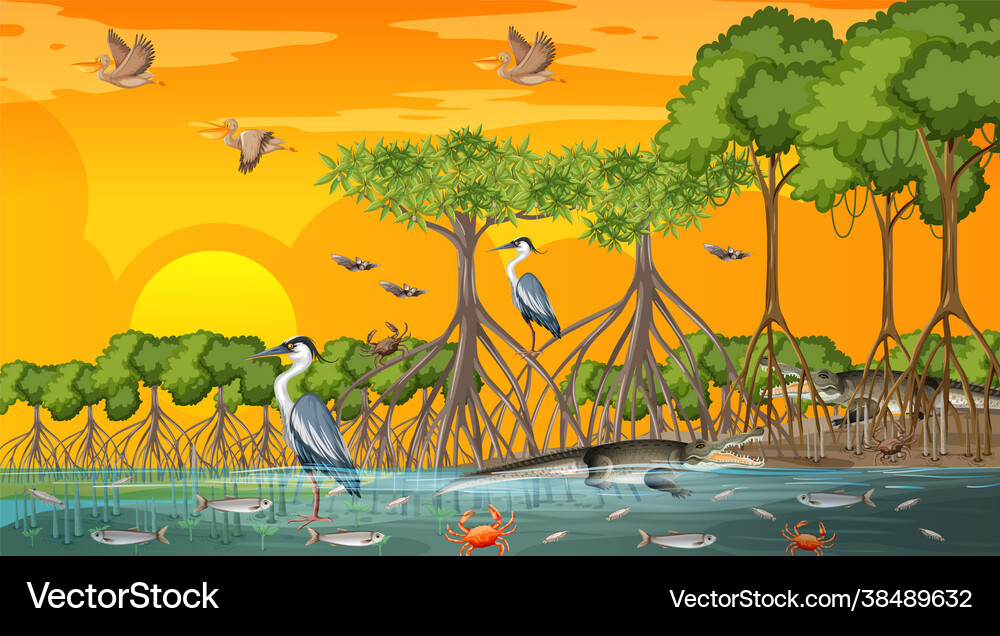 Mangrove forest landscape scene at sunset time Vector Image