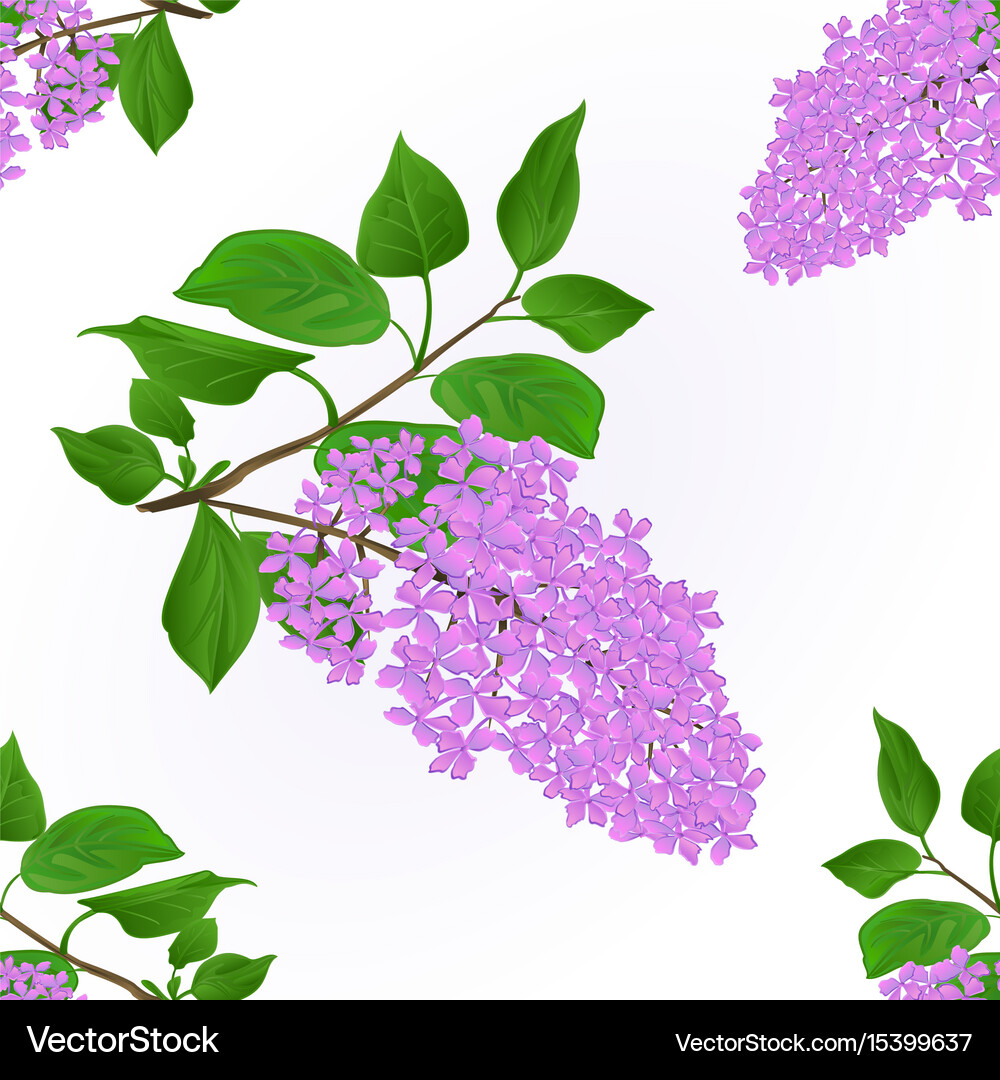 Seamless texture lilac twig with flowers Vector Image
