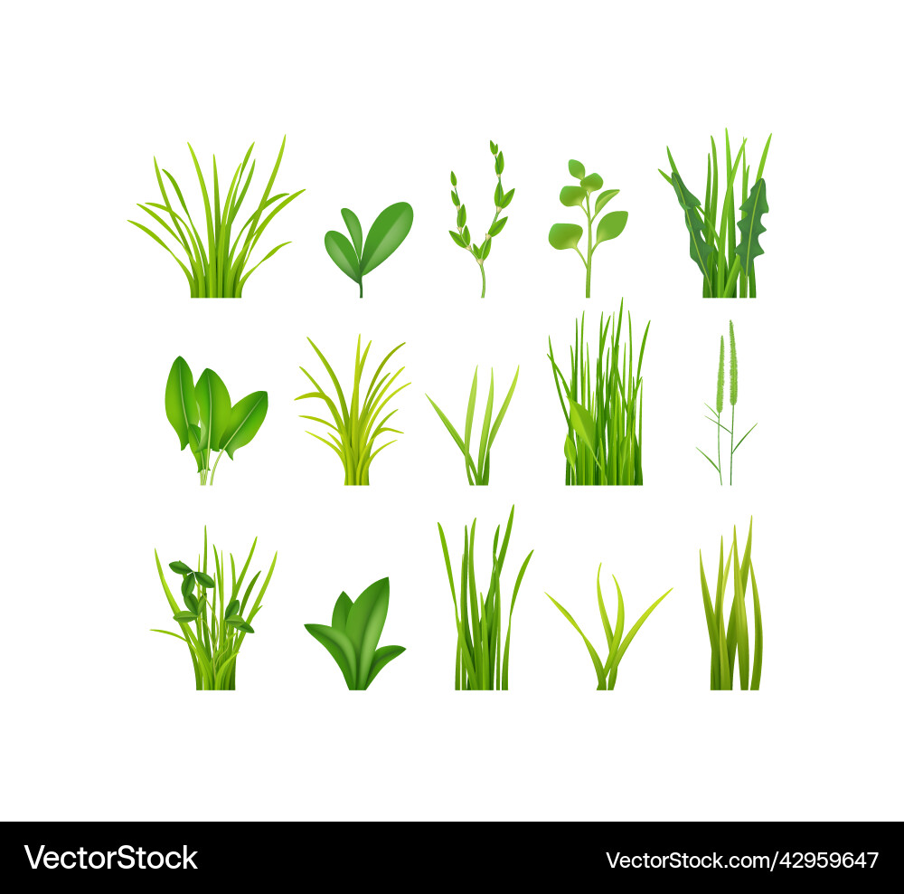 Green bushes realistic grass garden Royalty Free Vector
