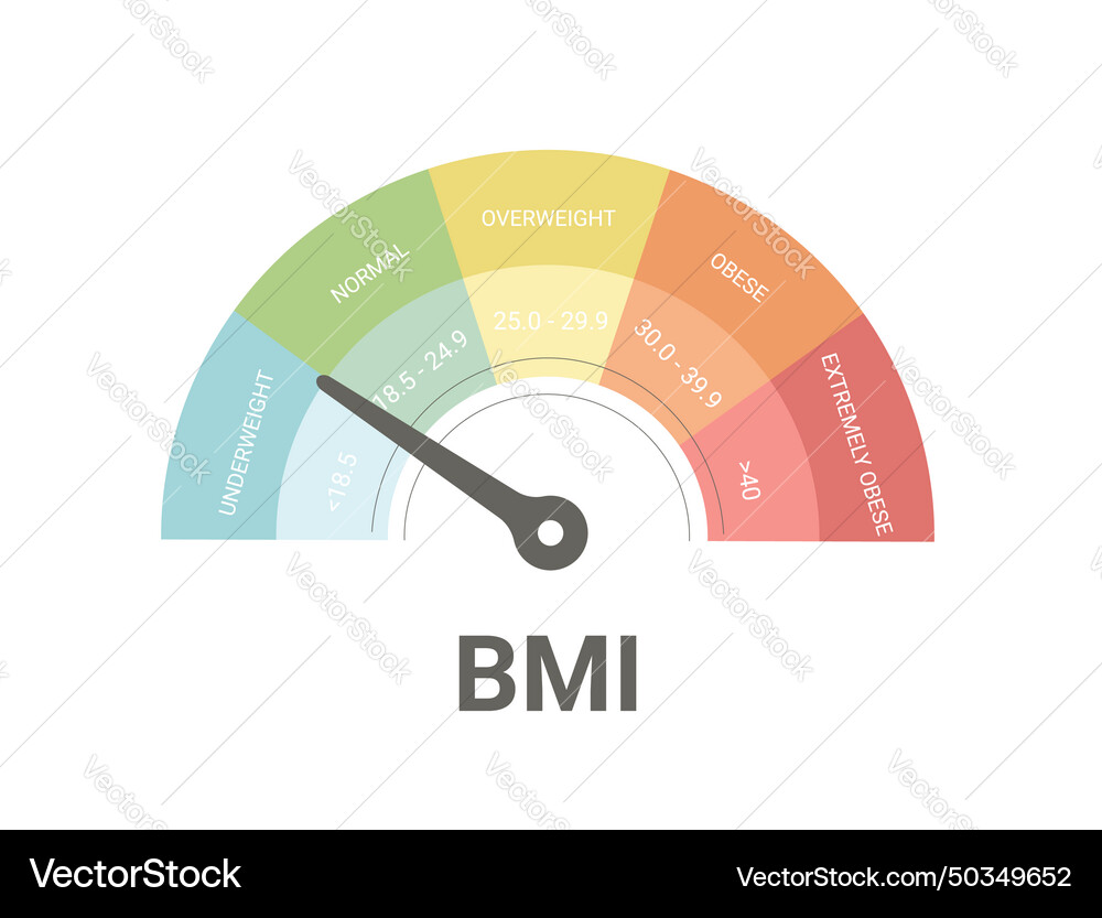 Body mass index infographic isolated on white Vector Image