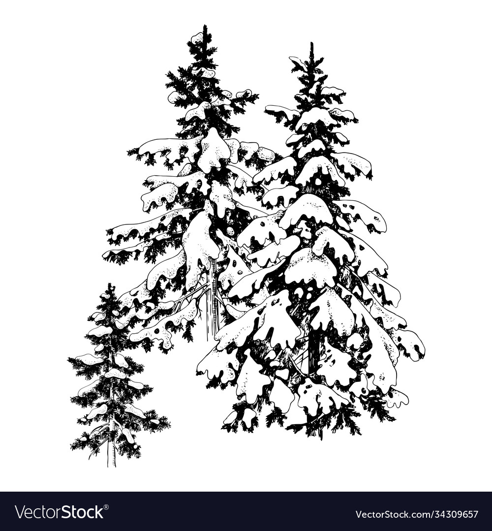 Hand drawn winter fir trees Royalty Free Vector Image