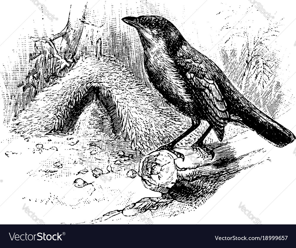 Vogelkop bowerbird vintage Royalty Free Vector Image