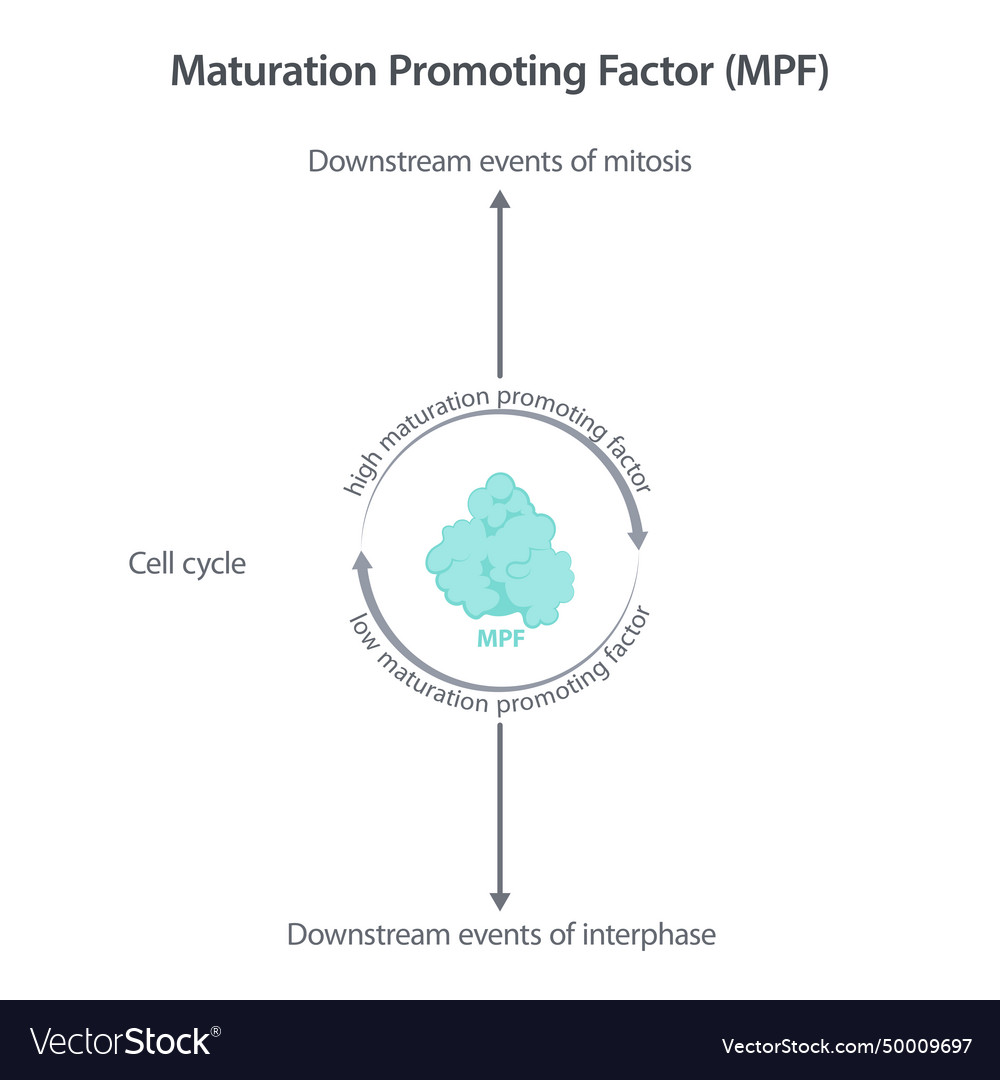Maturation promoting factor Royalty Free Vector Image