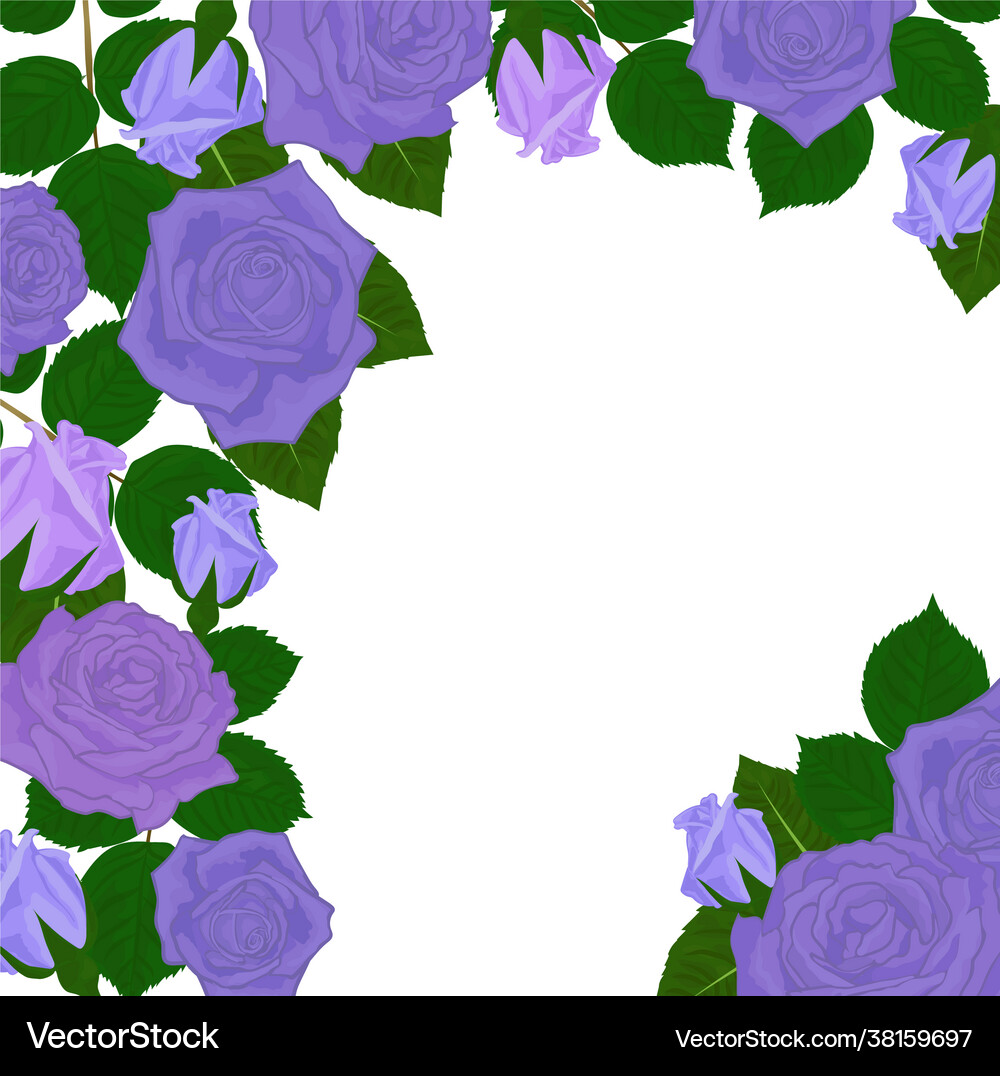 Purple roses garden isolated frame Royalty Free Vector Image