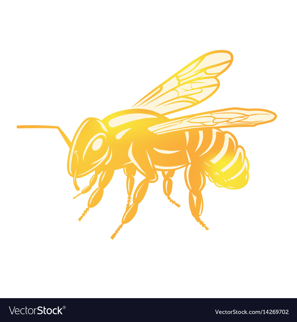 Bee Royalty Free Vector Image - VectorStock