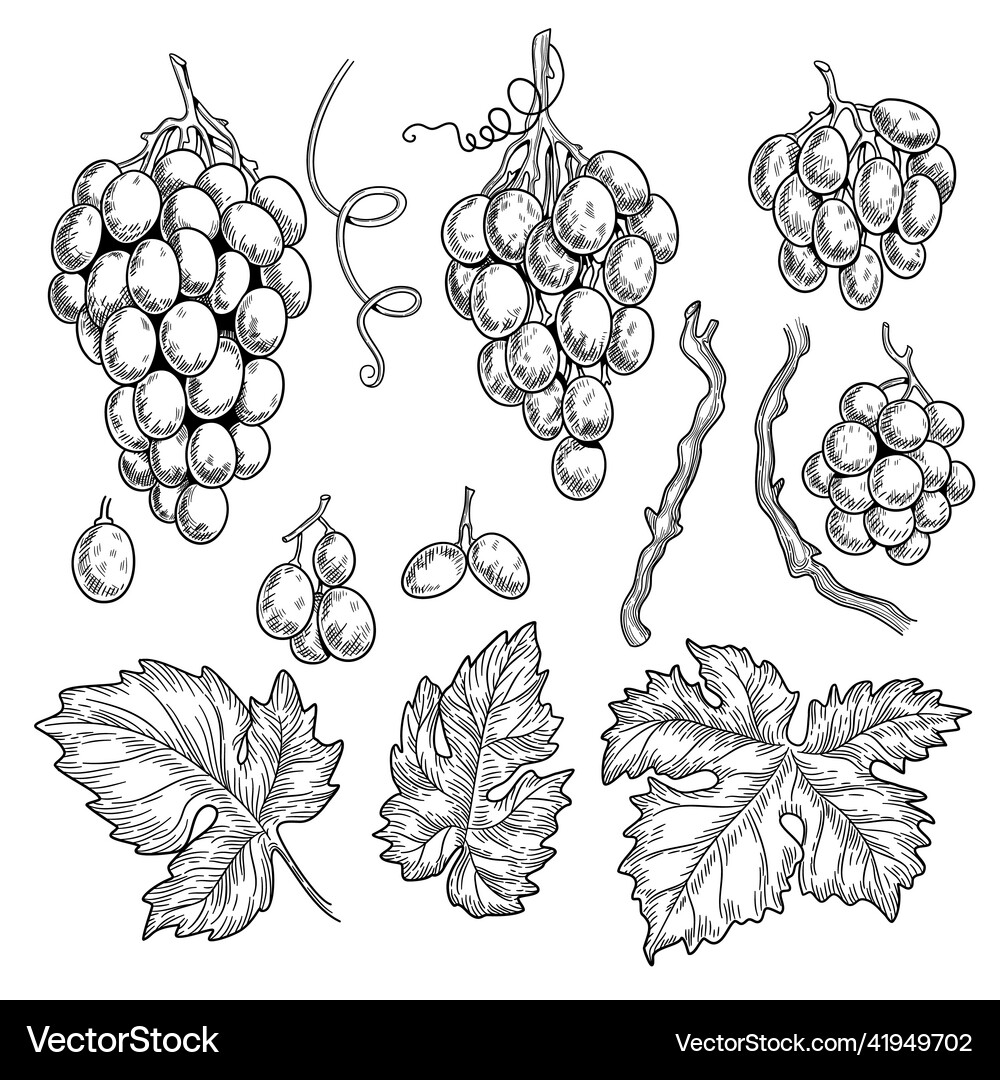 Grape doodle wine symbols for restaurant menu Vector Image