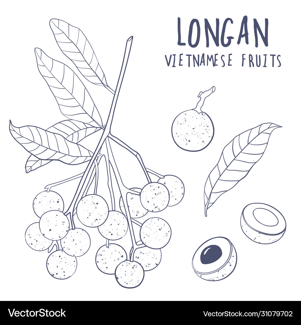 Longan set hand drawn tropical vietnamese Vector Image