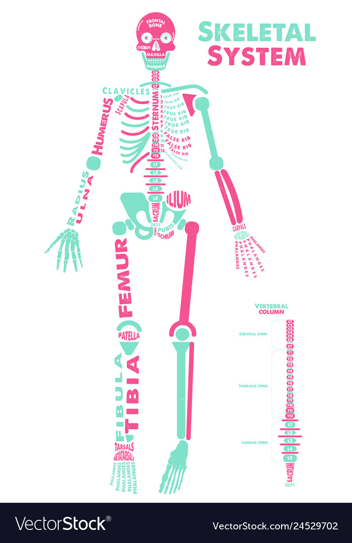 Skeletal system poster didactic board anatomy Vector Image