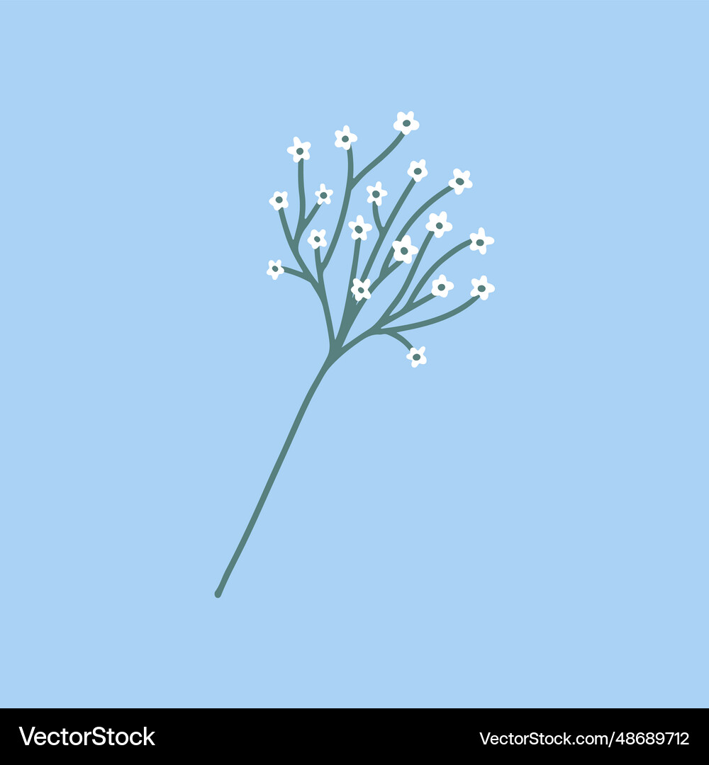 Limonium wedding grass dried flower delicate Vector Image