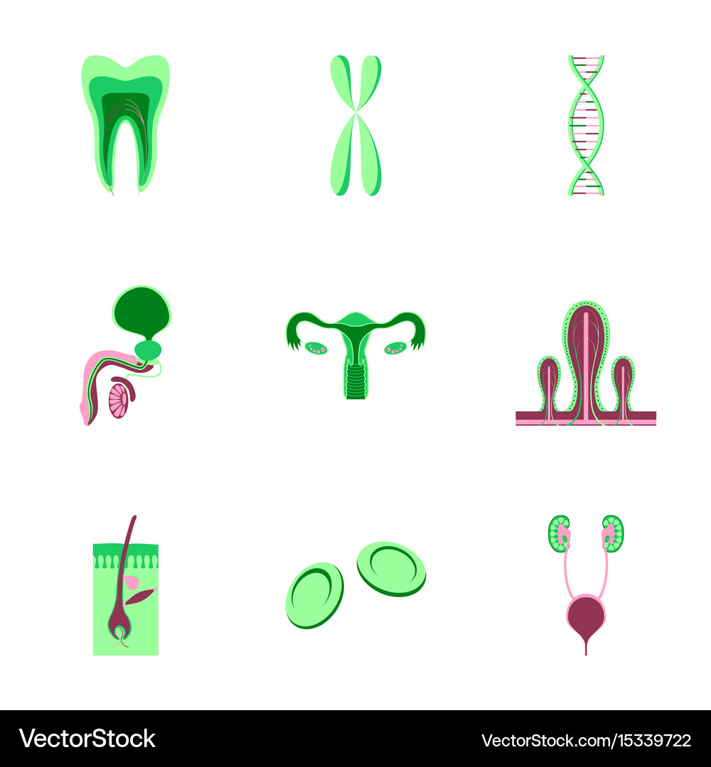 Icons set in flat style human organs cell Vector Image