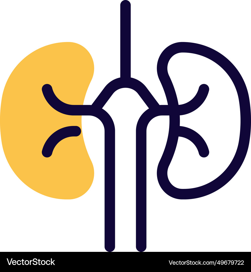 Major function of the kidneys is to remove waste Vector Image