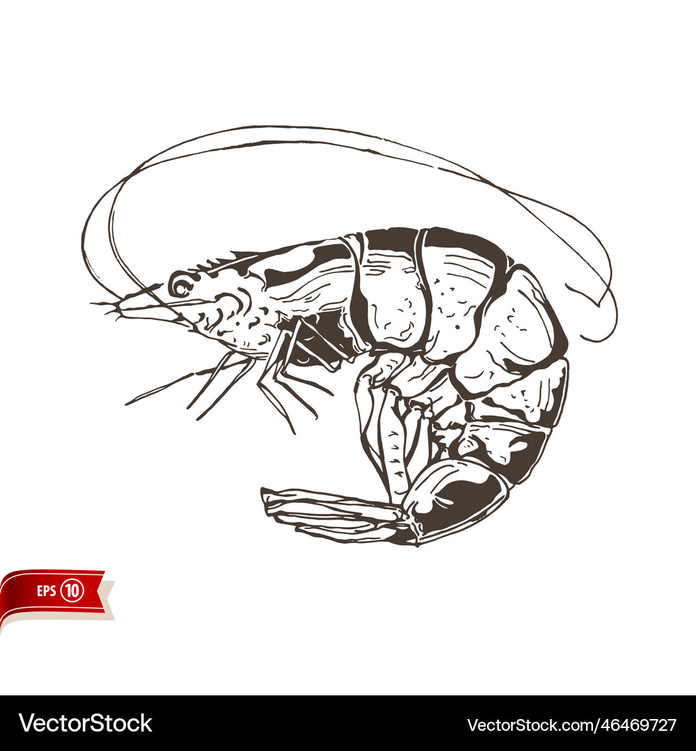 Hand drawn live shrimp isolated on white Vector Image