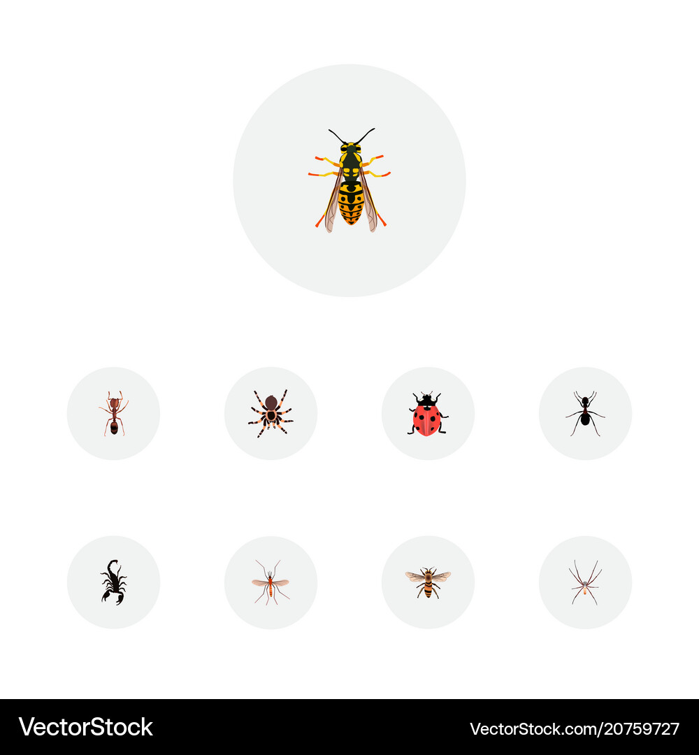 Set of bug realistic symbols with sting housefly Vector Image