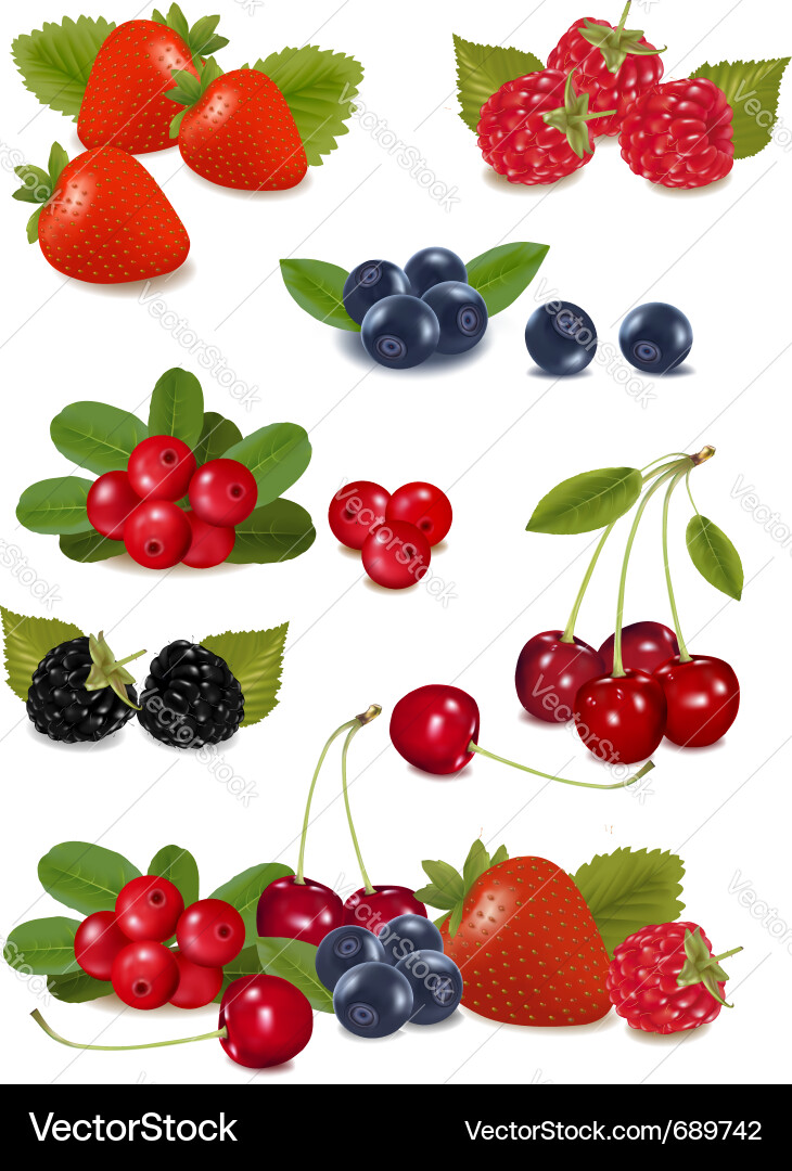 Big group of fresh berries Royalty Free Vector Image