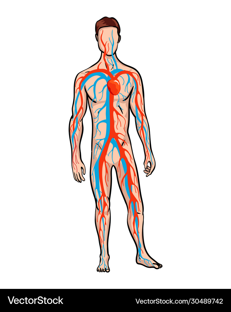 Human Circulatory System Diagram Royalty Free Vector Image