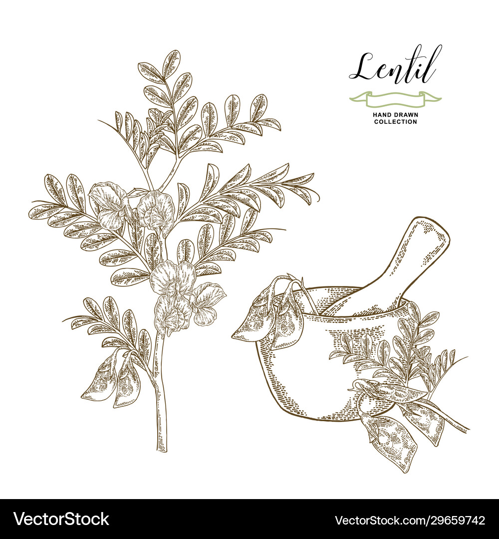 Lentil plant isolated on white background Vector Image