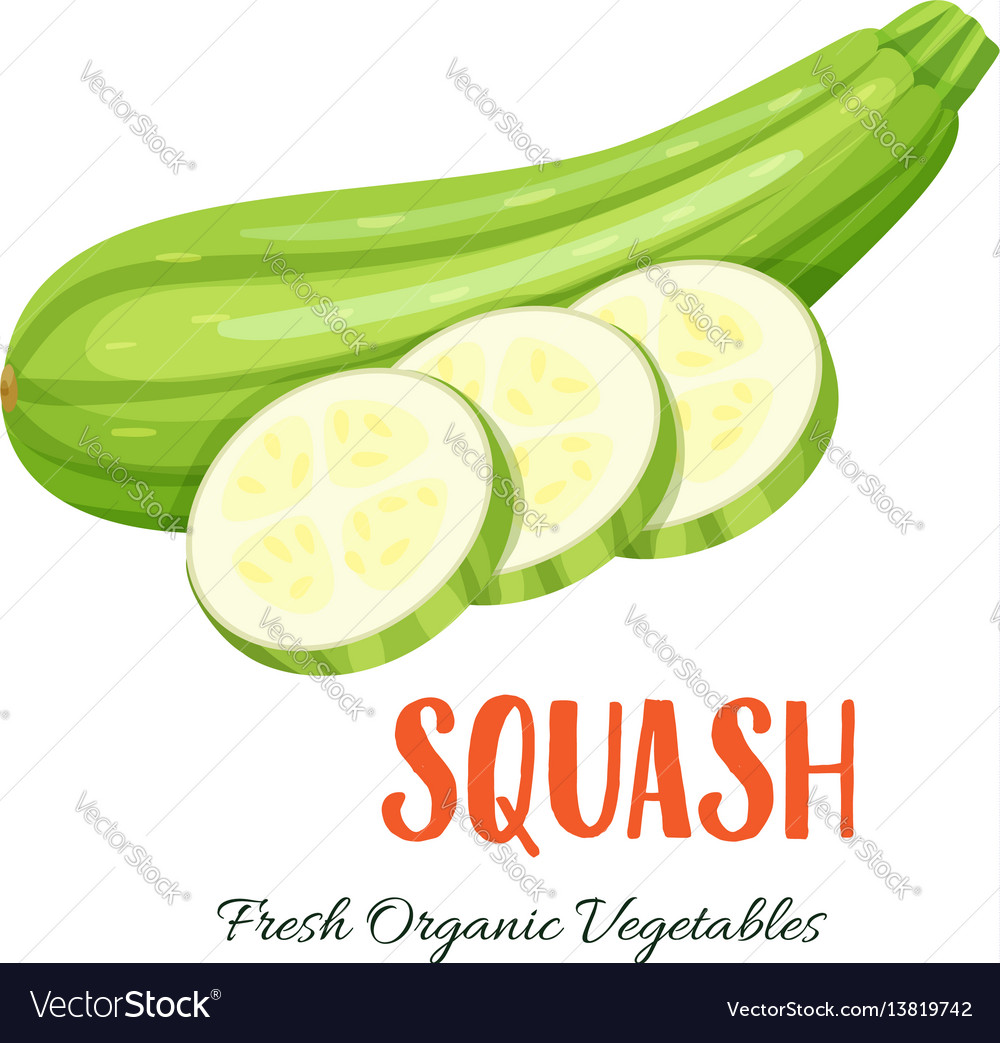 Squash vegetable Royalty Free Vector Image - VectorStock