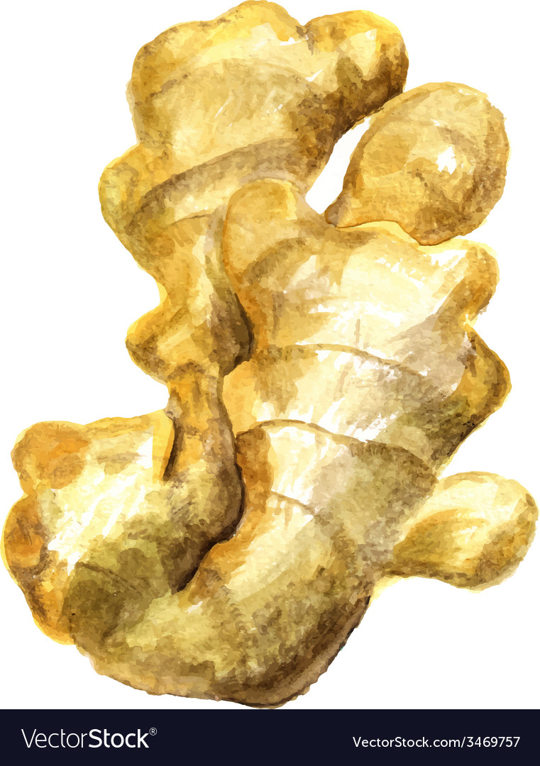 Ginger Royalty Free Vector Image - VectorStock