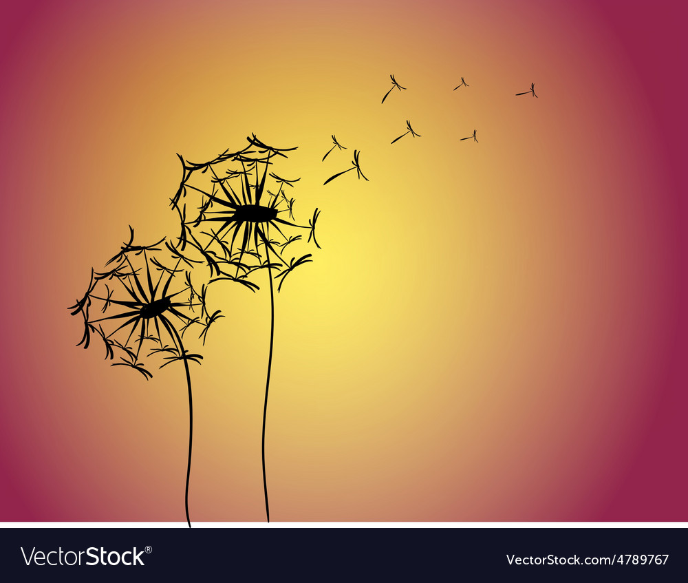 Dandelion Royalty Free Vector Image - VectorStock