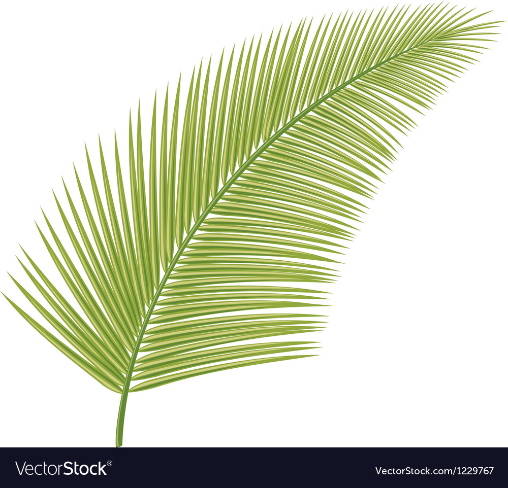 Palm leaf Royalty Free Vector Image - VectorStock