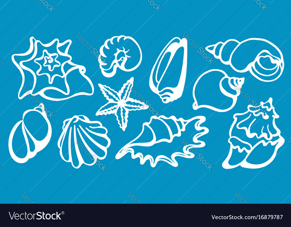 Set seashells 23 Royalty Free Vector Image - VectorStock