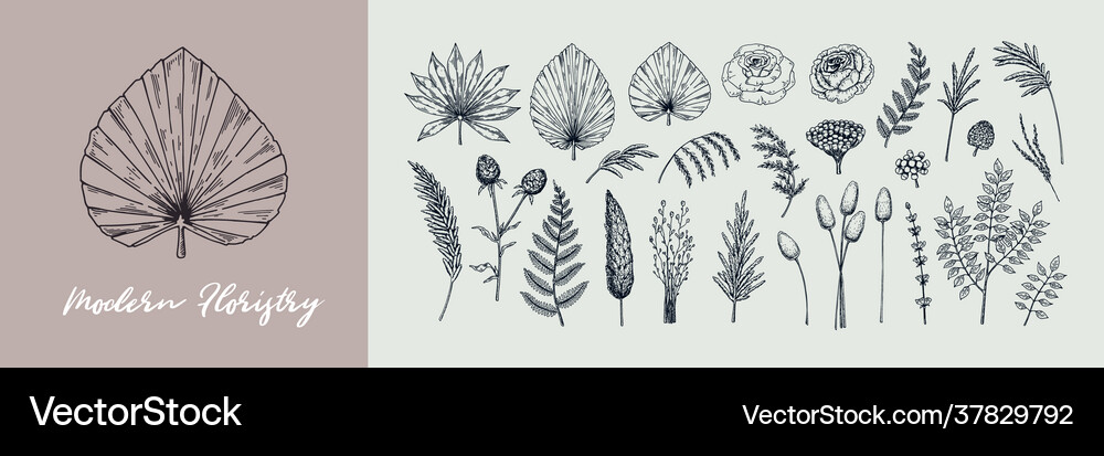 Hand drawn set modern plants for floristry Vector Image