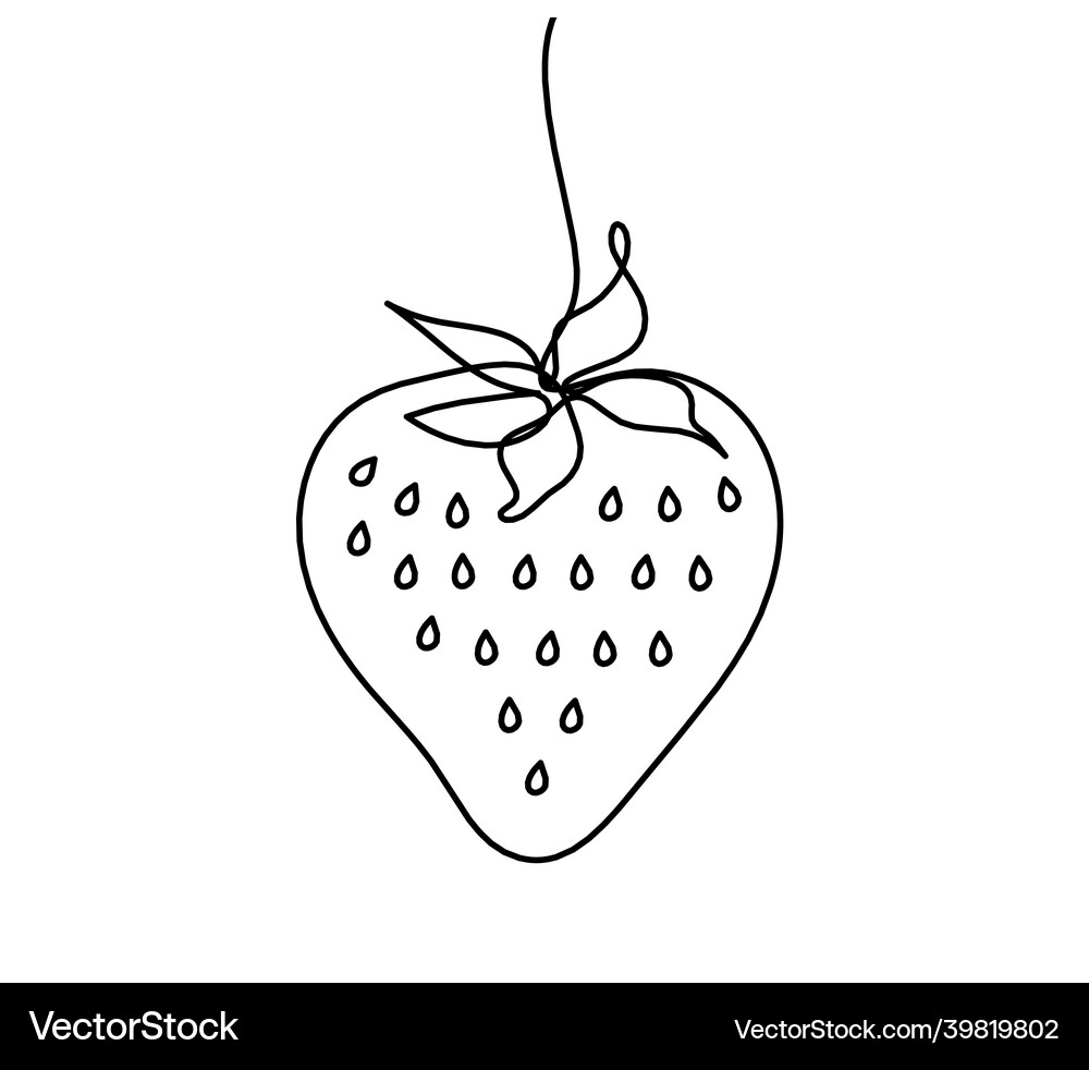 Drawing line strawberry on the white background Vector Image