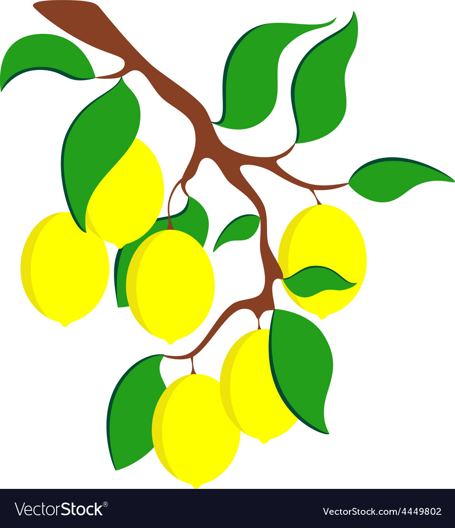 Lemon Royalty Free Vector Image - VectorStock