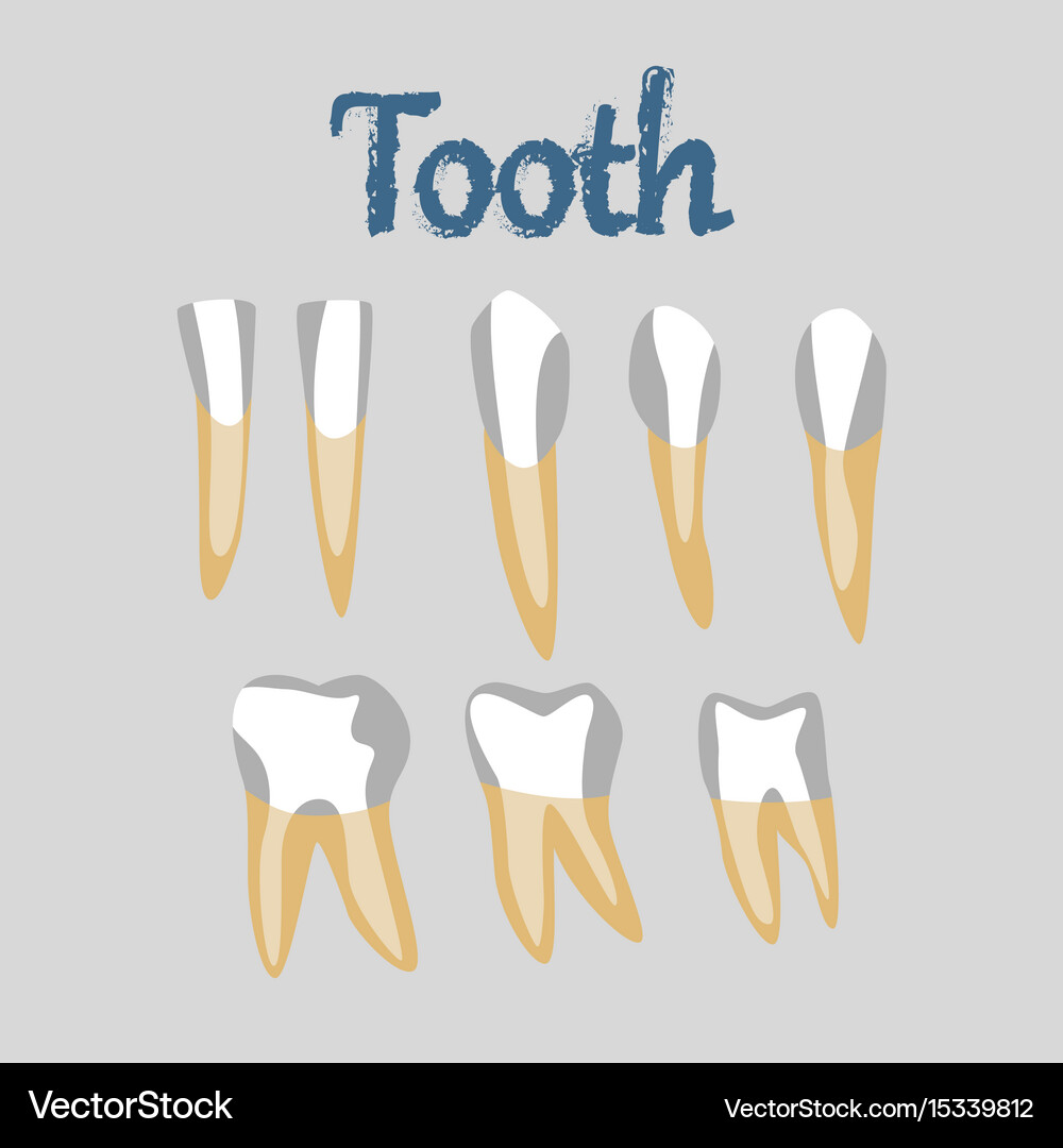 Human organ icon in flat style tooth Royalty Free Vector