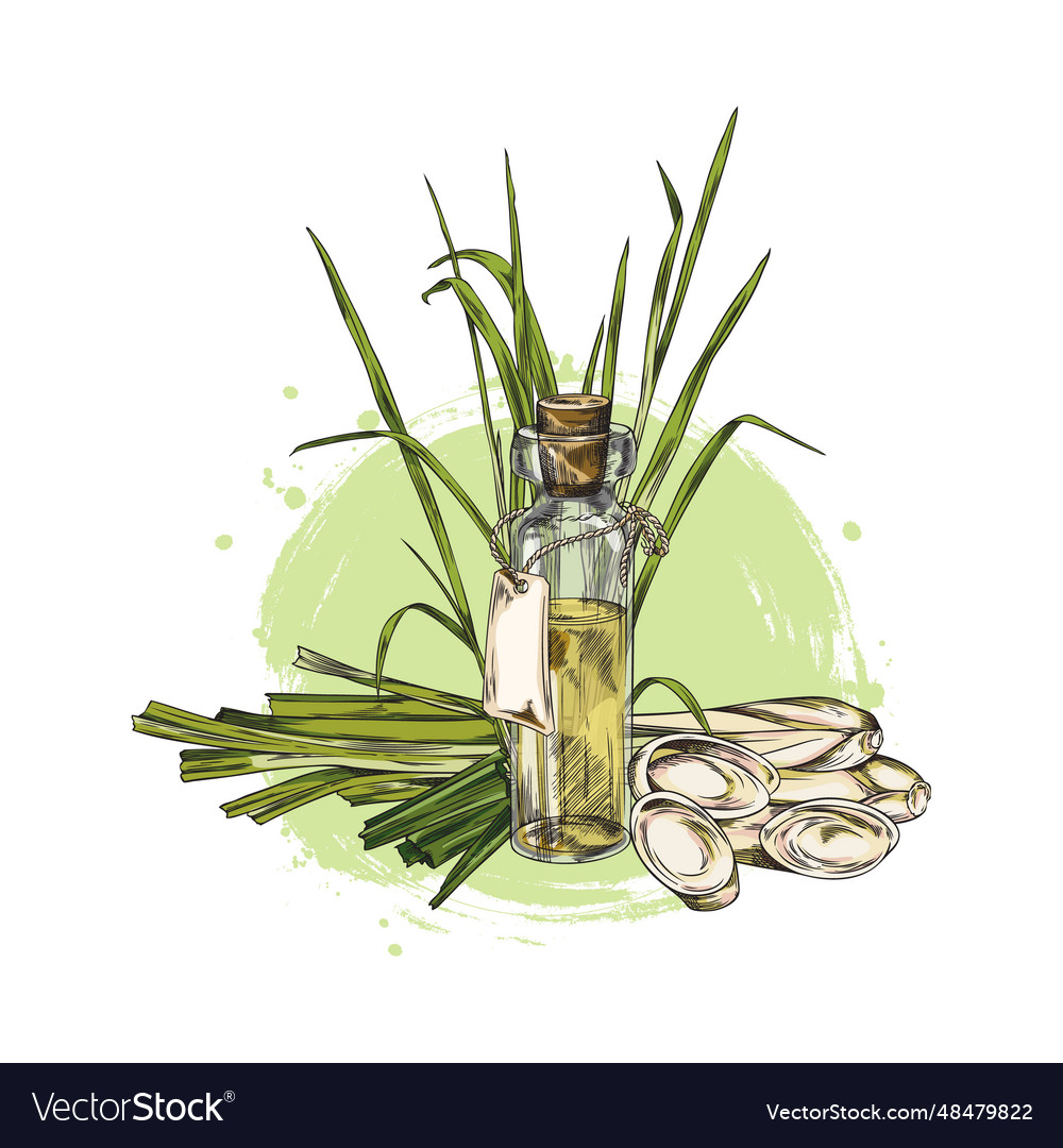 Old Bottle With Essential Oil Of Lemongrass Plant Vector Image