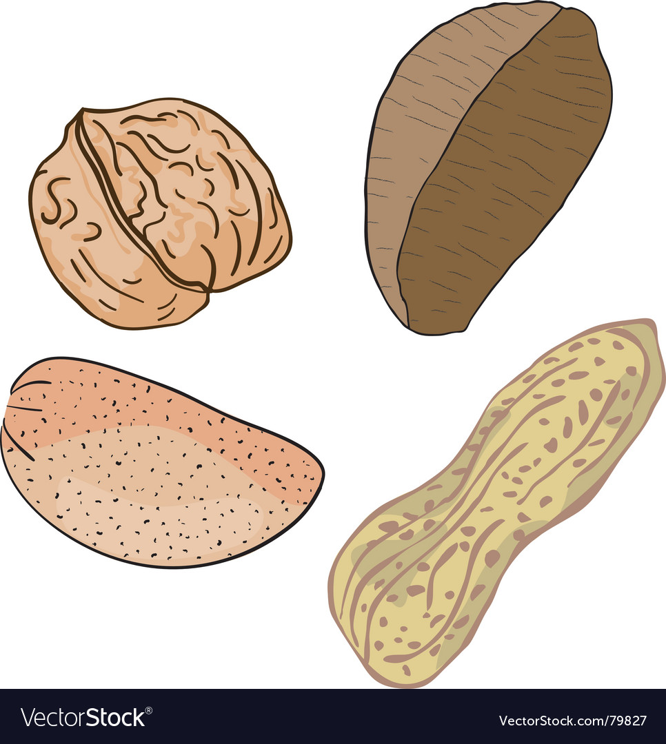 Nuts Royalty Free Vector Image - VectorStock