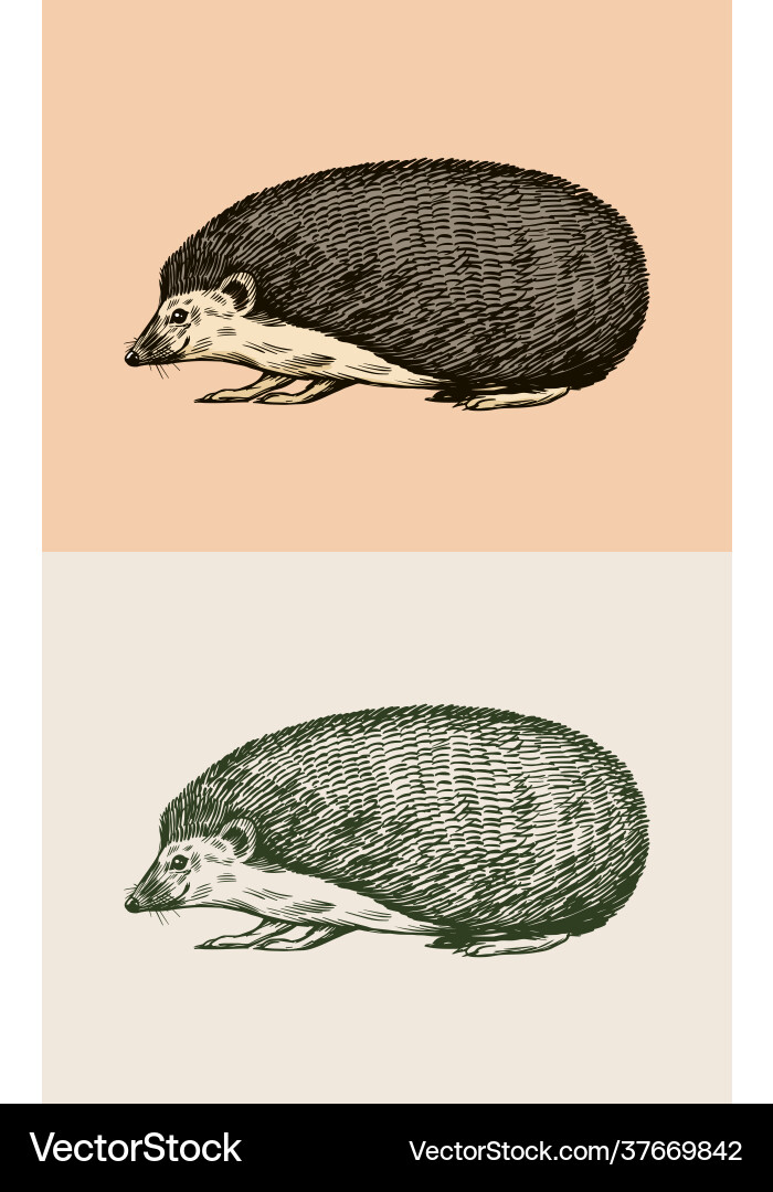 Hedgehog or spiny forest animal prickly creature Vector Image
