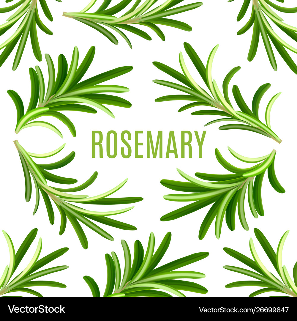 Light square rosemary template in realistic style Vector Image