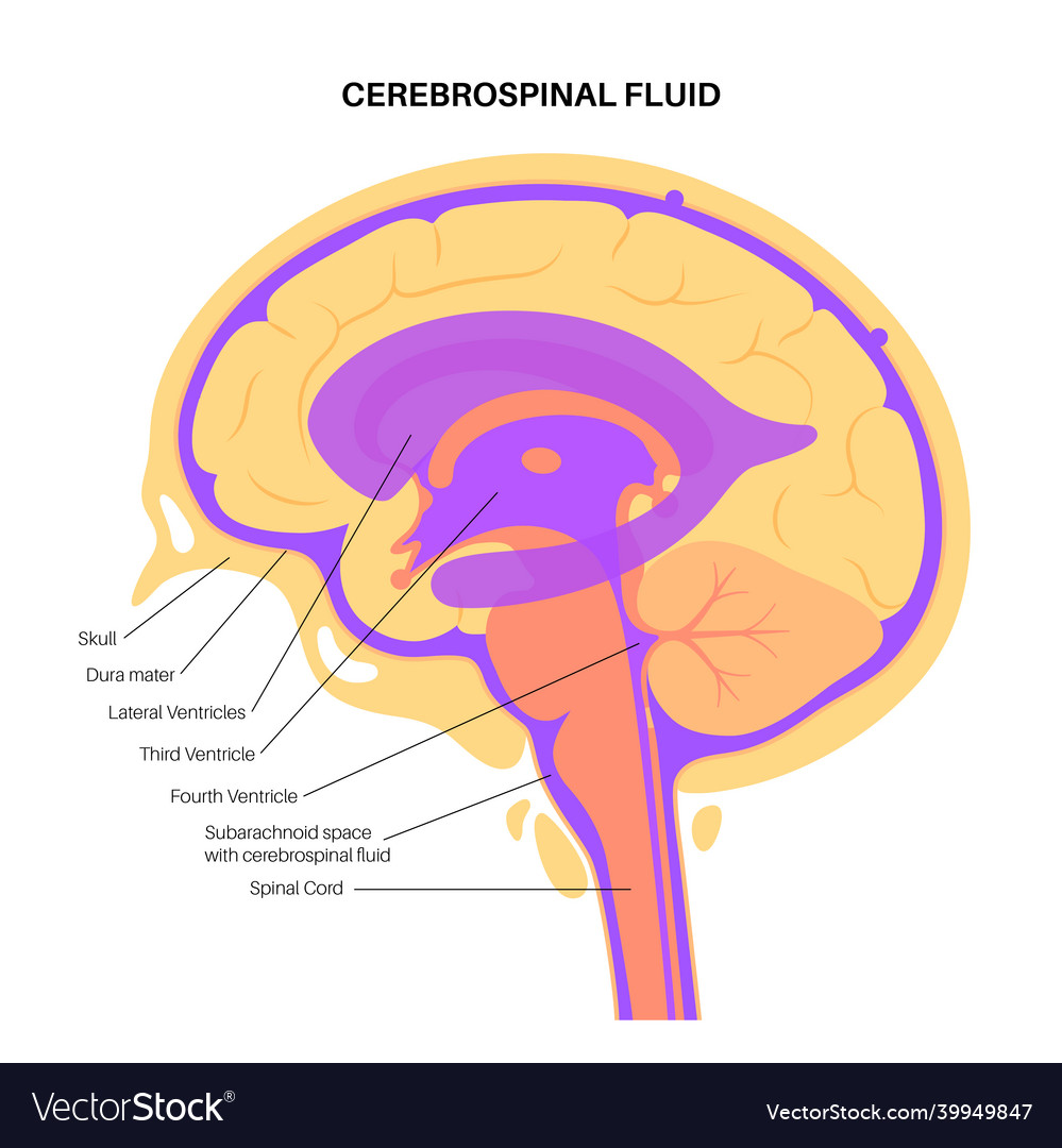 Ventricular system concept Royalty Free Vector Image