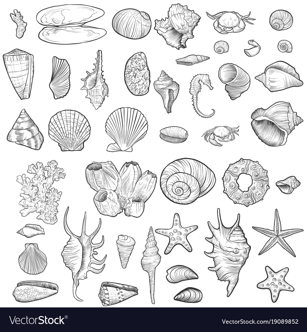 Hand drawn seashells Royalty Free Vector Image