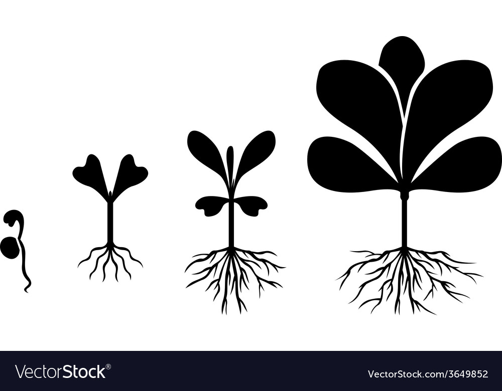 Sprout set Royalty Free Vector Image - VectorStock