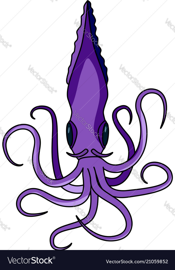Squid isolated Royalty Free Vector Image - VectorStock