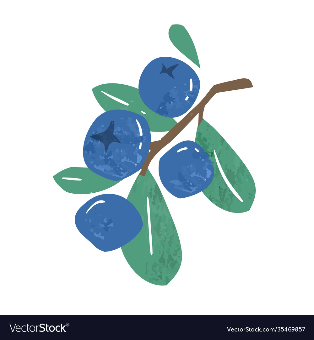 Hand drawn branch ripe blueberries Royalty Free Vector Image