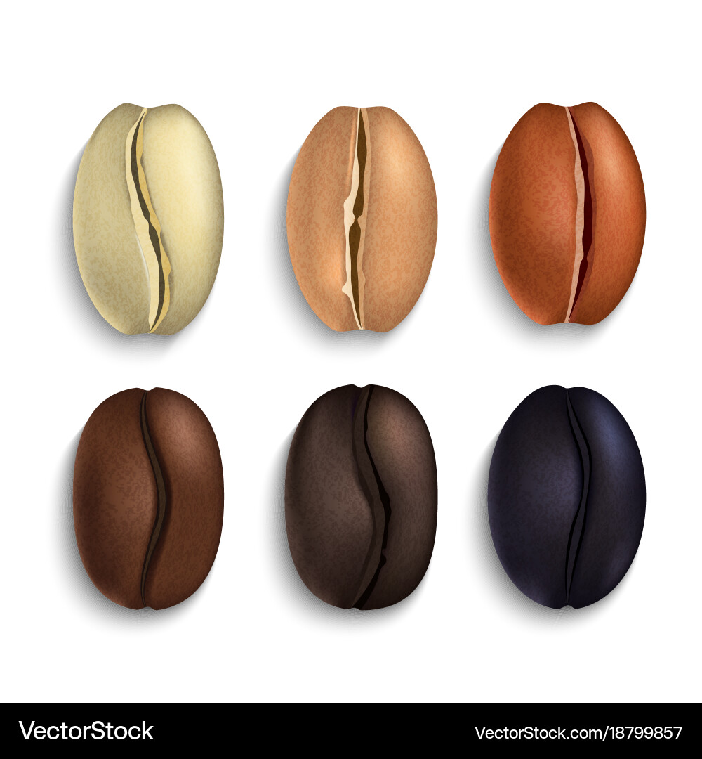 Realistic coffee beans in various roasting stages Vector Image