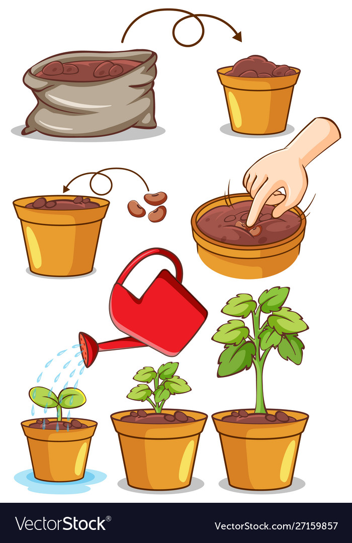 Set planting process on white background Vector Image