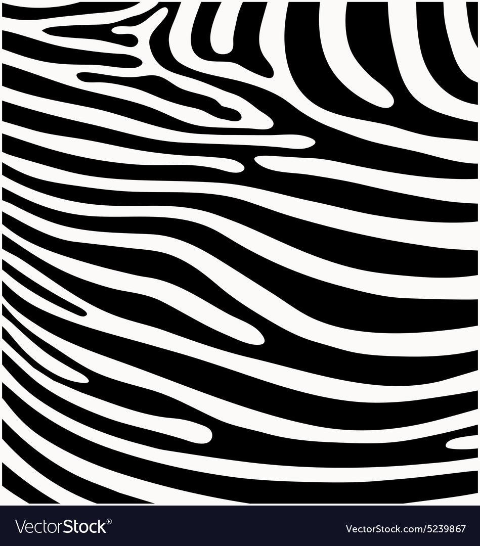 Zebra Royalty Free Vector Image - VectorStock