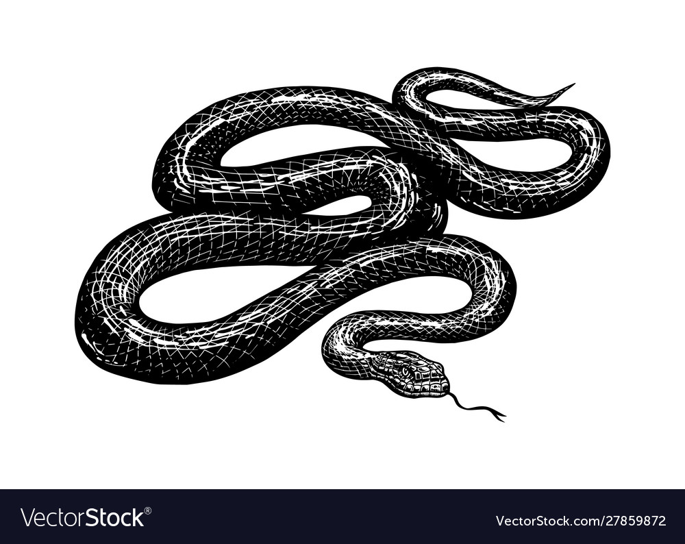 Python in vintage style serpent or poisonous Vector Image
